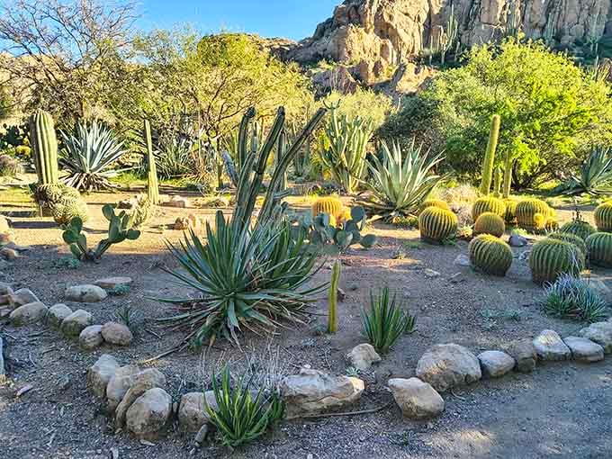 This cactus collection proves Arizona doesn't have a monopoly on spectacular spiny plants after all.