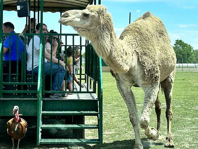 That camel's giving you the look your mother-in-law perfected, but somehow it's more charming here.