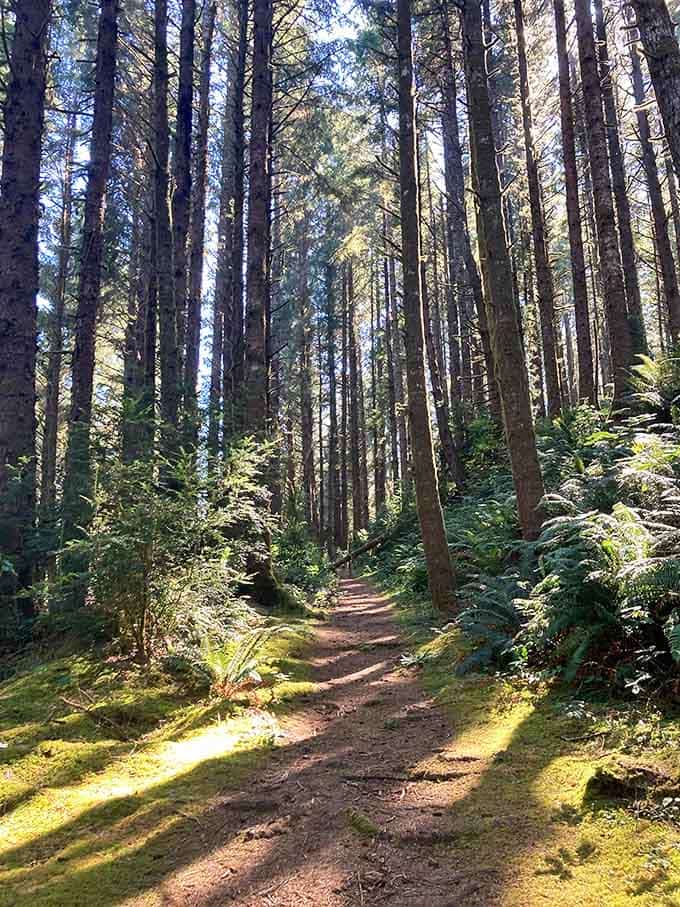 When sunlight filters through ancient Douglas firs like this, you understand why fairy tales were invented in forests.