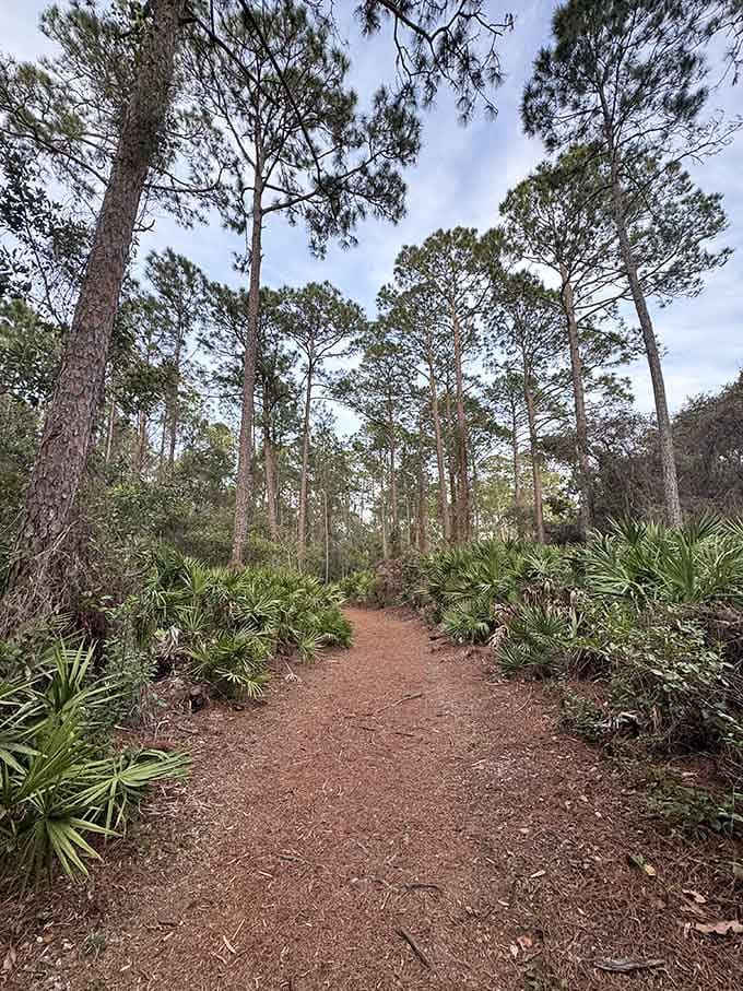 This russet path winds through palmettos and pines, inviting you into Florida's quieter side where peace costs nothing extra.