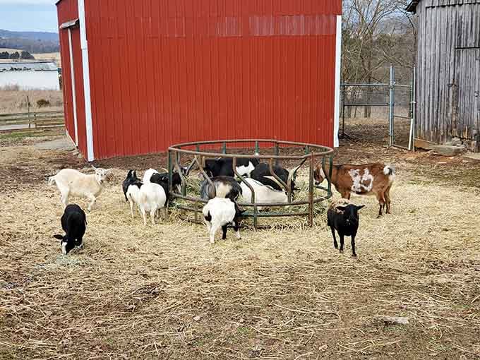 These goats have mastered the art of looking simultaneously adorable and like they're planning something mischievous.