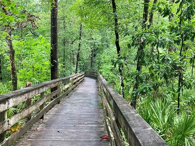 Your journey begins where wooden planks meet wilderness, beckoning you into Florida's secret green cathedral.