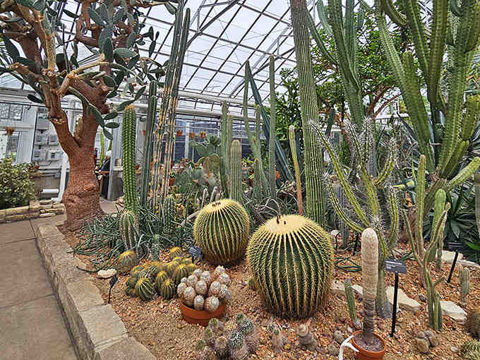Desert dreams under glass: where cacti grow to cartoon proportions and succulents actually thrive without your help.