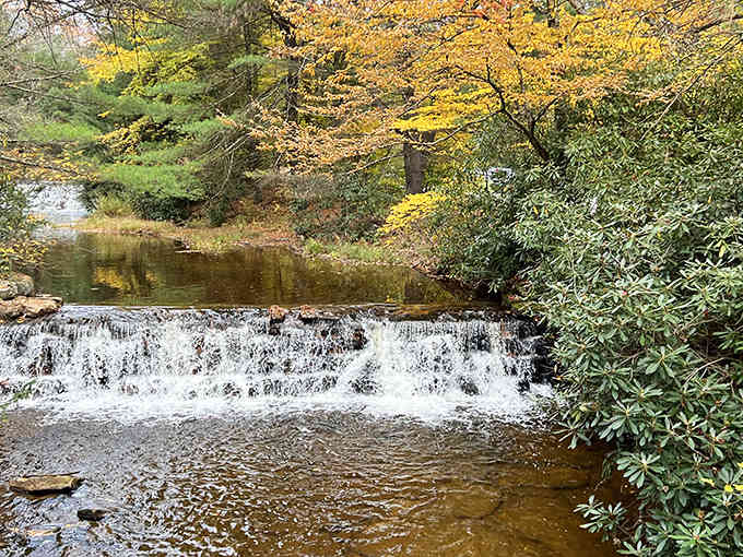 Nature's gentle cascade framed by autumn gold, proving Pennsylvania's waterfalls don't need height to steal your heart completely.