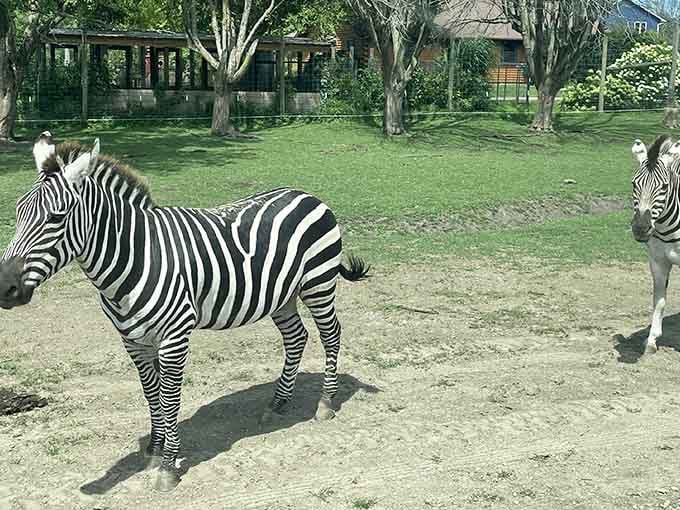 Zebras posing like they're auditioning for National Geographic, right here in the Prairie State.