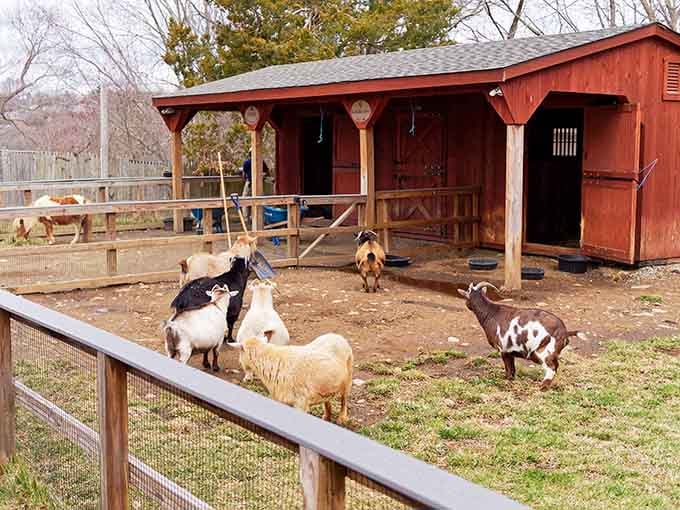 These friendly farmyard residents prove that sometimes the simplest encounters create the most memorable zoo moments.