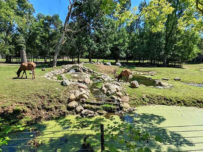 This peaceful habitat showcases how thoughtfully designed spaces let animals roam naturally while visitors enjoy the scenic riverside setting.