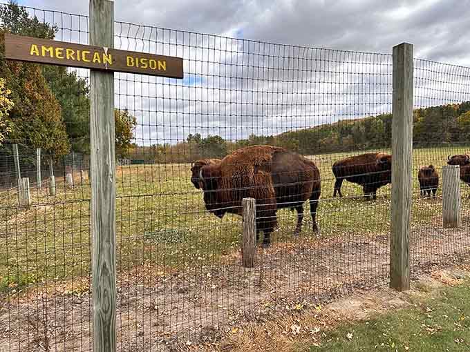 Meet your new neighbors: friendly farm animals living their best life while you're stuck in traffic.