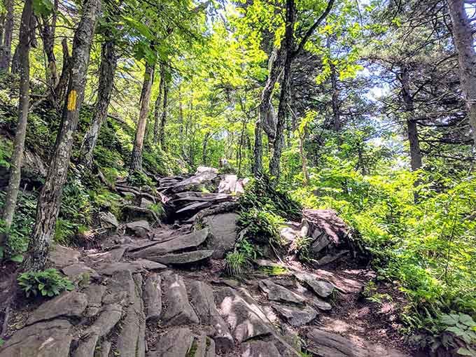 Embark on an exciting adventure up this rocky woodland trail, where lush greenery and dappled sunlight guide your scenic mountain hike.