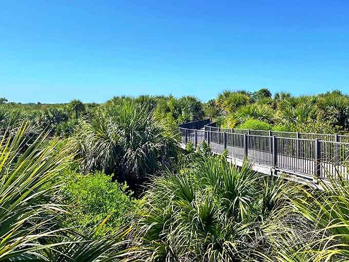 The boardwalk rises above saw palmettos and coastal vegetation, offering bird's-eye views without requiring you to sprout actual wings.