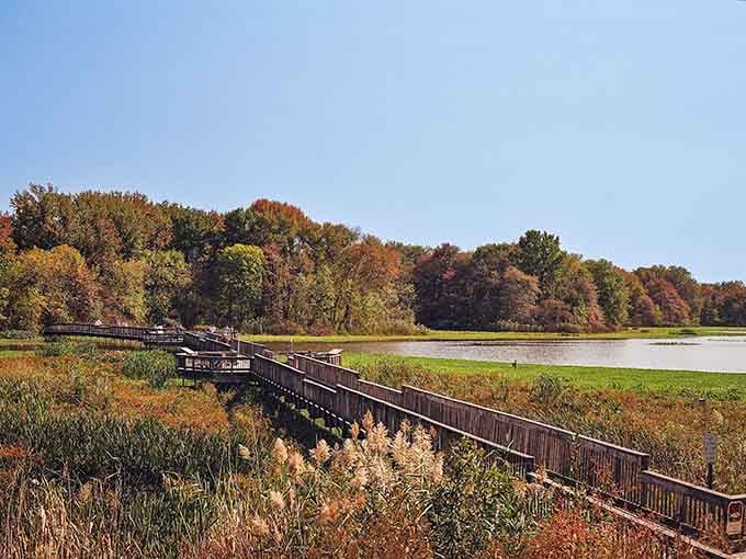 Nature's boardwalk stretches into autumn's masterpiece, proving Philadelphia's wildest secret hides in plain sight.