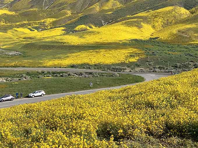 When the desert decides to show off, it doesn't hold back on the yellow paint supply.