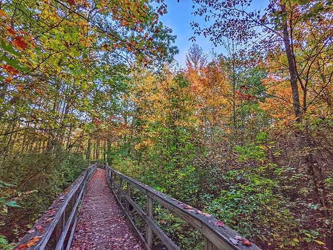 Autumn's grand finale plays out on this elevated boardwalk where fallen leaves carpet your path through nature's cathedral.