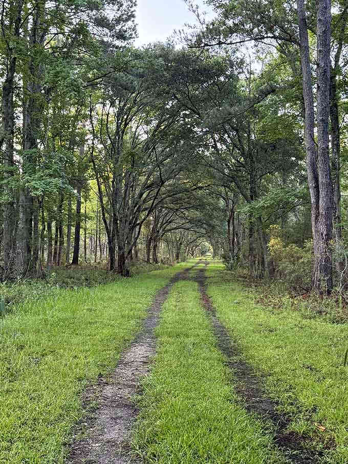 Nature's cathedral welcomes you with open branches and the promise of adventure around every bend.