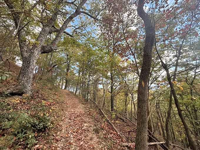 The leaf-covered trail winding upward through dappled sunlight, where every step crunches with autumn's promise of spectacular views ahead.