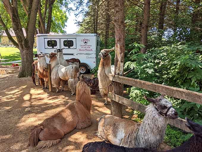 When llamas gather for their morning meeting, you know something magical is about to happen in Waconia.