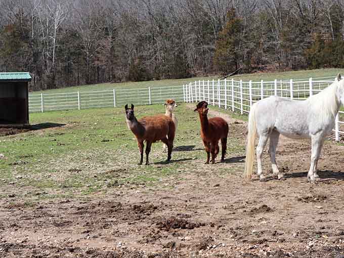 When alpacas and horses share a pasture, you get the most photogenic neighborhood watch committee ever assembled.