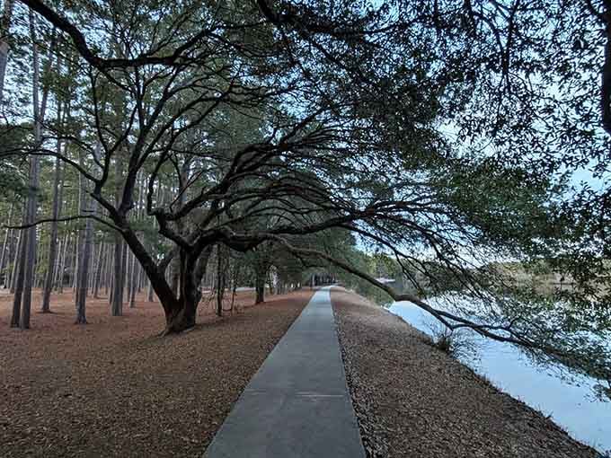 That graceful tree arching over the paved path creates a natural cathedral you won't find in any gym.