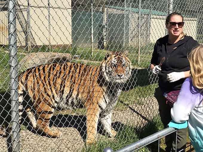 Getting up close with a tiger in Southern Oregon? Your house cat suddenly seems a lot less impressive.