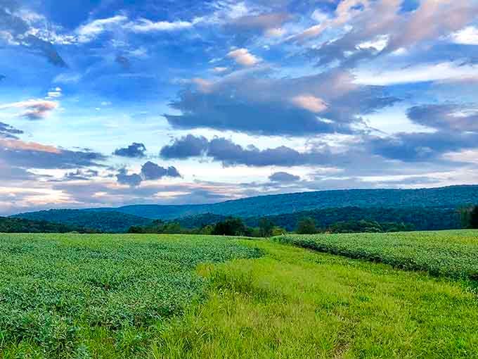 Those rolling hills and dramatic skies remind you why Pennsylvania's countryside deserves more respect than it gets.