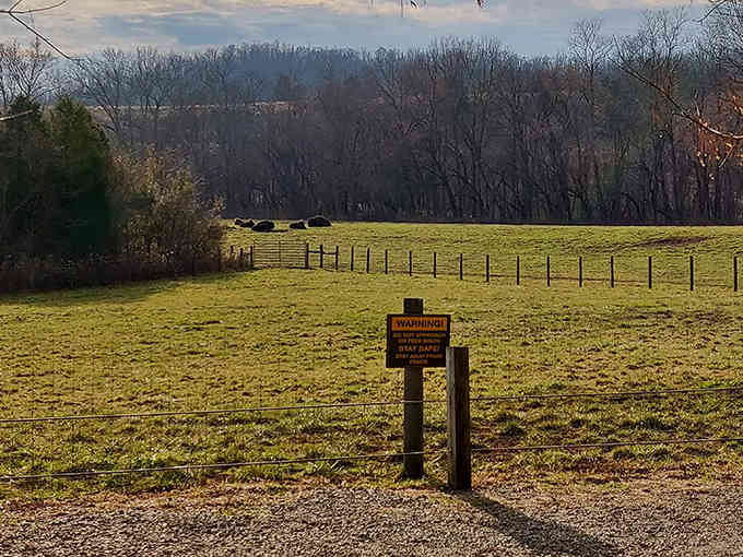 Golden hour light spills across fields where mammoths once roamed, and that warning sign hints at mysteries ahead.