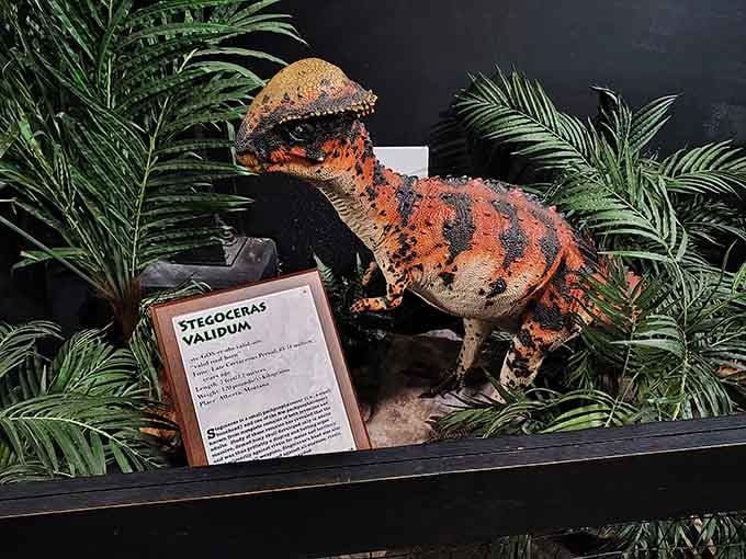 That Stegoceras validum proves even smaller dinosaurs had enough attitude to make you think twice about petting them.