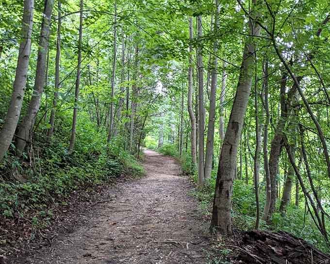 The forest path beckons like an old friend inviting you in for coffee and conversation.