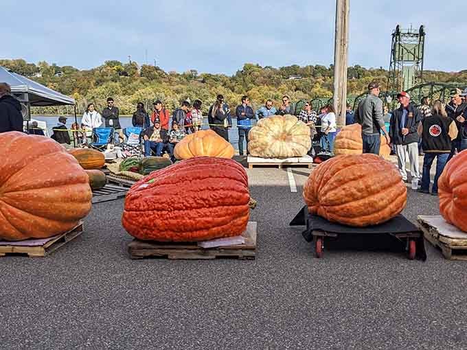 Those aren't pumpkins, they're small cars that happen to be orange and grew from seeds instead of assembly lines.