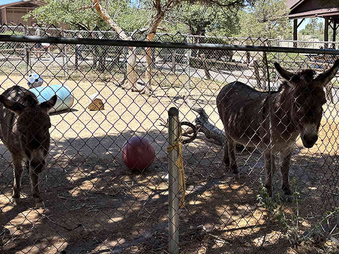 Those donkeys have mastered the art of looking simultaneously adorable and completely unimpressed with your photography skills.
