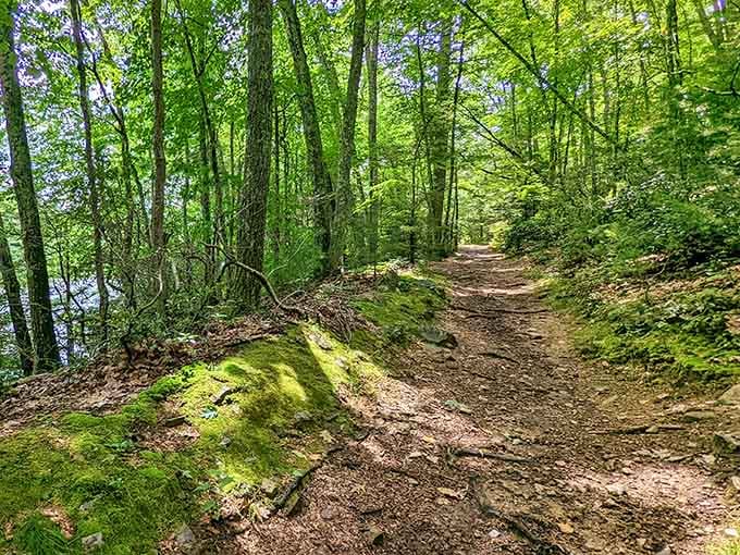 These moss-covered trails look like Mother Nature hired an interior decorator who really understood the assignment.