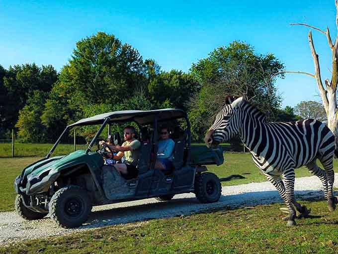Nothing says "Illinois safari" quite like a zebra casually inspecting your ride like a curious parking attendant.