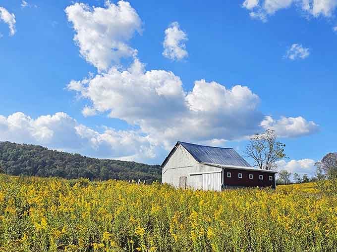 Golden meadows stretching toward mountain horizons&mdash;this is what "getting away from it all" actually looks like.