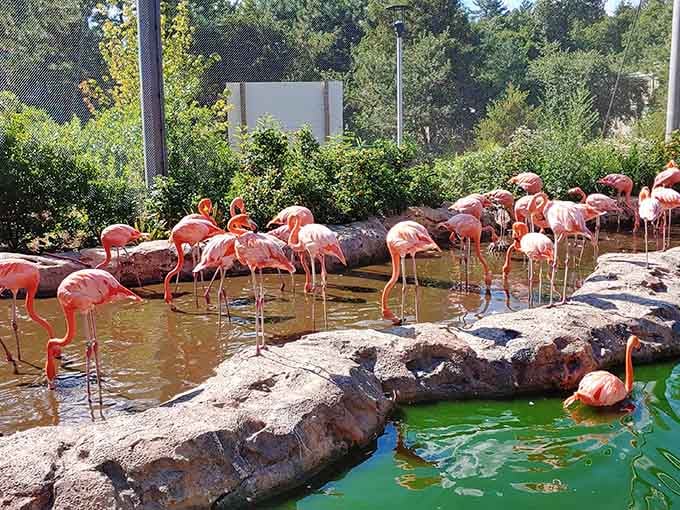 Nature's most flamboyant birds gather like they're attending the world's pinkest cocktail party on the rocks.
