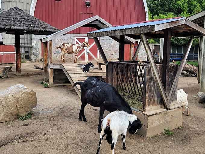 The barnyard area brings that classic farm charm where goats do what goats do best: absolutely whatever they want.
