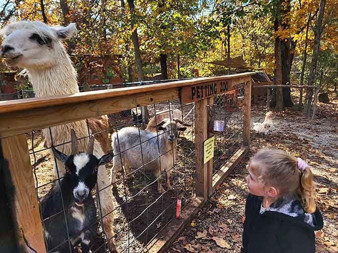 That llama photobombing the petting zoo moment is peak Missouri charm in action.