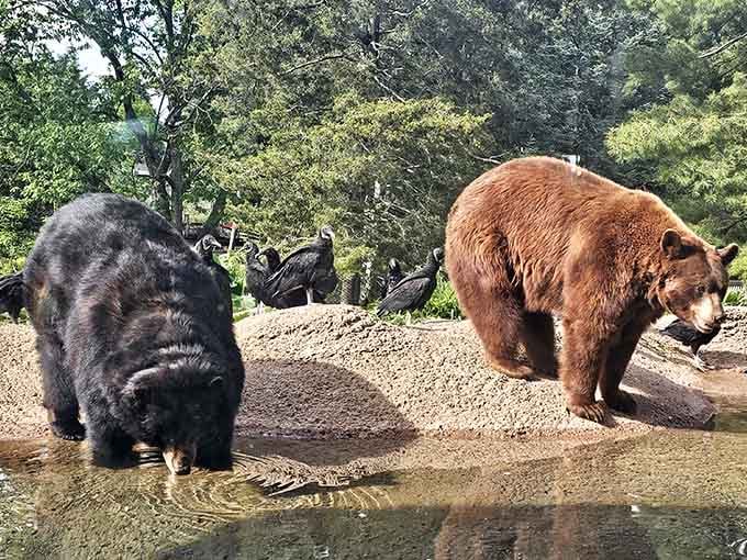 Discover and experience North American wildlife without the camping gear or bug spray.