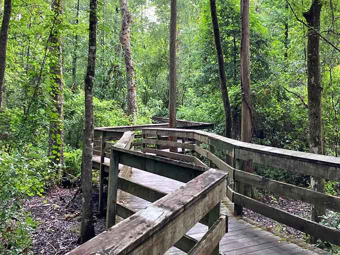 Your journey begins where wooden planks meet wilderness, beckoning you into Florida's secret green cathedral.