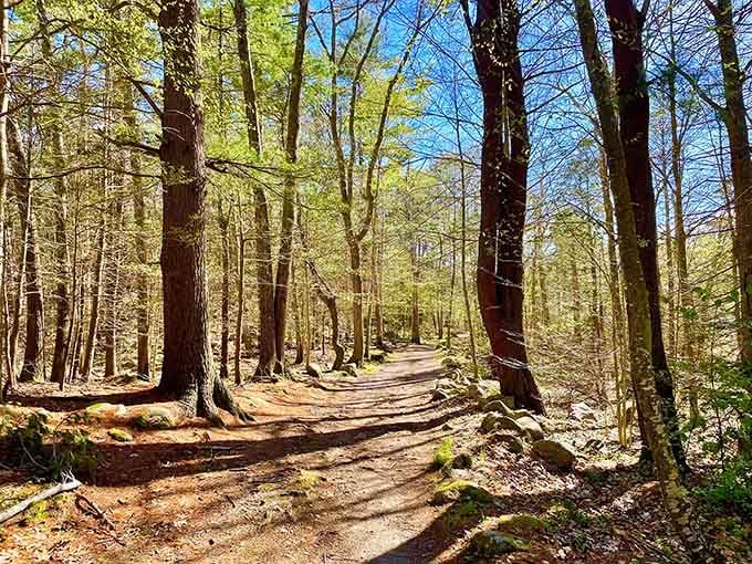 Sunlight filters through towering trees like nature's own stained glass windows, inviting you down this peaceful path.