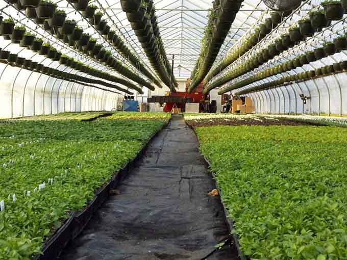 Inside the greenhouse where spring gets its start, rows of green promise waiting for their moment to shine.