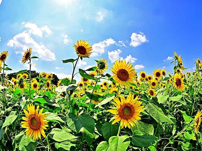 When sunflowers outnumber your problems, you know you've found the right place to spend an afternoon.