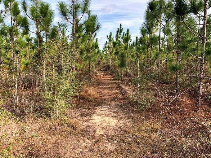 This pine-lined path looks deceptively flat until those dramatic 75-foot ravines suddenly appear ahead, rewriting Florida's topography rulebook entirely.