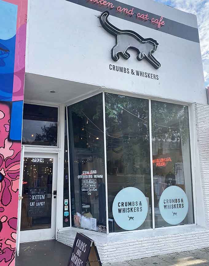 The sleek storefront beckons cat lovers with its minimalist design and that unmistakable feline silhouette overhead.