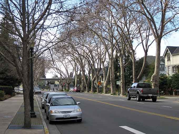 Tree-lined streets that look like someone actually planned for shade instead of just concrete and regret.
