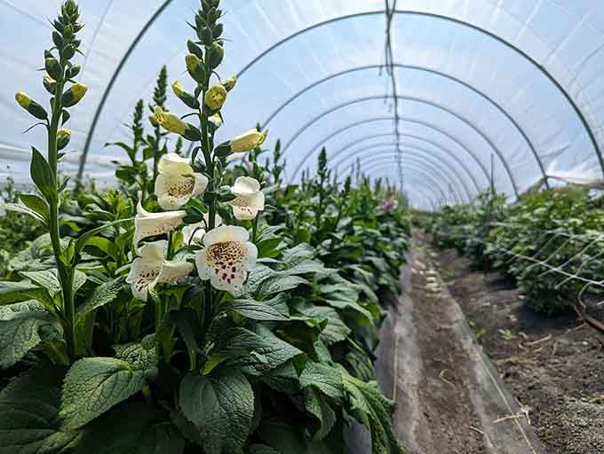 Delicate foxgloves stand like botanical sentinels in the greenhouse, their spotted blooms nodding approval at passing admirers.