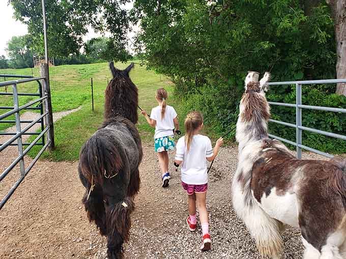Nothing says "perfect Minnesota afternoon" quite like strolling down a country path with your new long-necked friends.