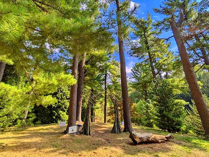 Sunlight filtering through these majestic trees feels like nature's own cathedral, minus the uncomfortable pews and collection plate.