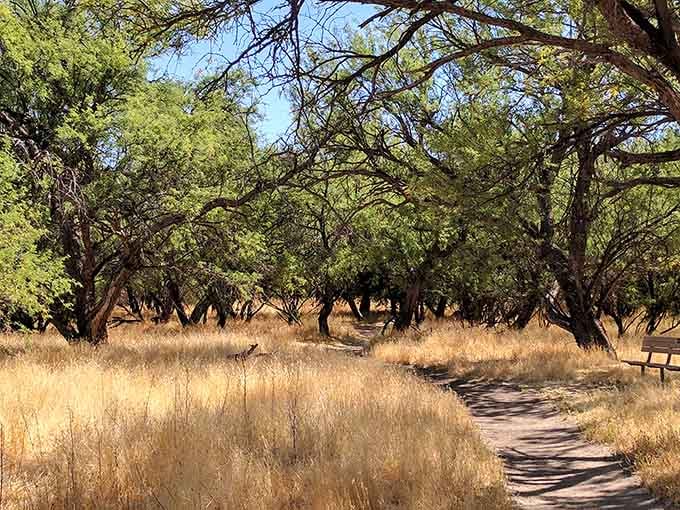 When the desert grass turns golden and the mesquite trees create tunnels of shade, you've found paradise.