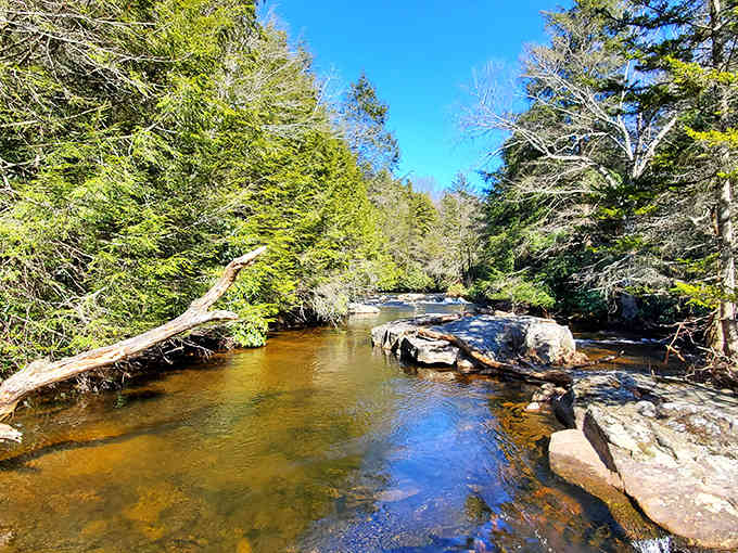Hickory Run Creek meanders through sun-dappled forest, its amber waters whispering secrets that predate your great-great-grandparents' first date.