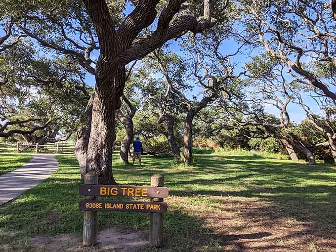 That humble wooden sign marks the gateway to a tree that's been photobombing history for a millennium.