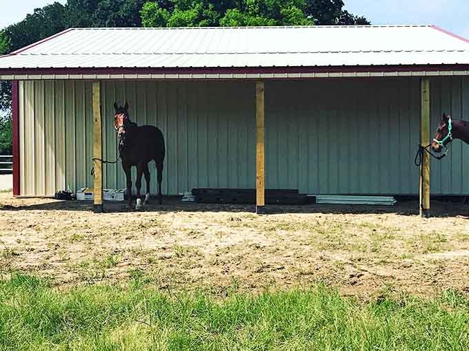 Every horse here has a story that started with thundering hooves and roaring crowds.